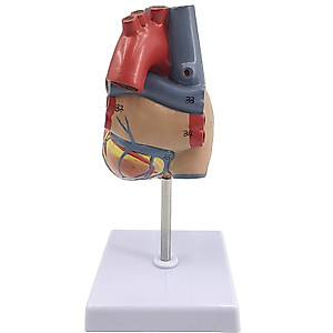 Human Heart Model 1:1 Life Sized 2 Part Numbered Anatomical Heart Illustrates 34 Internal Structures Held with Magnets on Base and Labeled Diagram Included