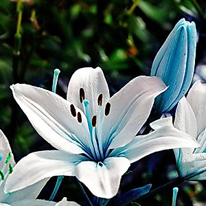 Blue Rare Lily Seeds for Yard Gardening Plant,50Pcs Blue Rare Lily Seeds Planting Lilium Flower Home Bonsai Garden Decor by Mosichi
