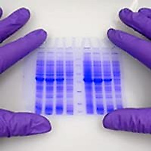 Coomassie Brilliant Blue R-250 Protein Stain Solution- 1 Gal -from Cepham Life Sciences