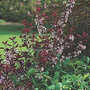 Purple Leaf Sand Cherry - 1 Gallon, 2'-3'ft -Established Rooted Pot - Prinus x Cistena, Fast Growing Tree, Fall Color