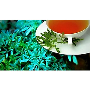 Yerbero - Ruda ( Rue Dried Herb) 30 Tea Bags 1gr (0.03oz) - Net WT 30gr (1.3oz) | Stand Up Resealable Bag | Crafted By Nature100% All Natural, non-GMO, Gluten-free.