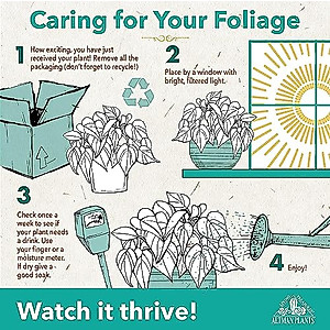 Altman Plants Live Houseplants (12PK), Indoor Plants for Delivery Prime, Live Plants and Gardening Gifts for Plant Lovers, Planters for Indoor Plants with Potting Soil, Live House Plants Indoors Live