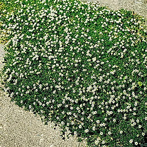 Outsidepride 5000 Seeds Perennial Irish Moss Low Growing, Mat Forming, Ground Cover Seeds for Planting