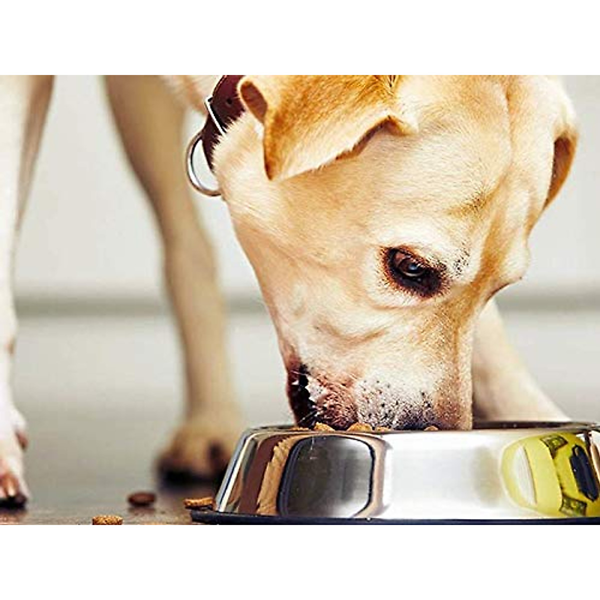 probiotics for Dogs chewable - Dog PROBIOTICS - Bad Breath and Passing Gas Solution - Oral Health - fos Formula - 1 Bottle (60 Treats)