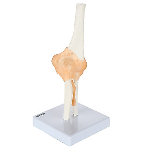 Axis Scientific Flexible Elbow Model, Life-Size Flexible Elbow Joint with Realistic and Soft Ligament Anatomy, Includes Base for Display and Interaction, Detailed Product Manual