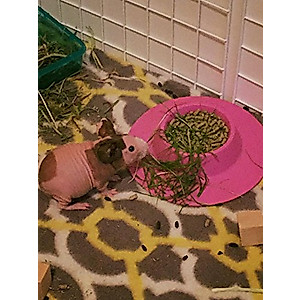 STAYbowl Tip-Proof Ergonomic Pet Bowl for Guinea Pig and Other Small Pets, 1/4-Cup Small Size, Lilac (Purple)