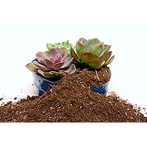 All Natural Succulent and Cactus Soil Mix by Perfect Plants | Made in The USA | 4 Quarts for All Succulent Varieties | Formulated for Proper Drainage