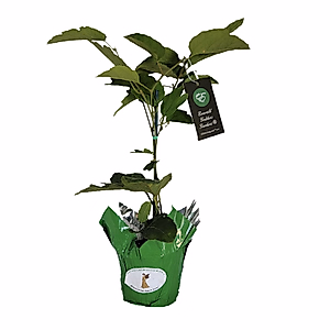 Scarlet Flame Red Passion Flower Vine Live Plant Passiflora Hybrid Starter Size 4 Inch Pot Emeralds TM