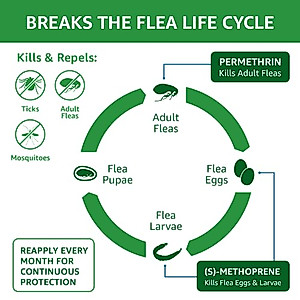 Amazon Basics Flea and Tick Topical Treatment for Cats (over 1.5 pounds), 3 Count (Previously Solimo)