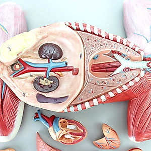 Animal Anatomical Model,4D Cat Anatomical Model, PVC Animal Teaching Anatomical Model - for Medical Educational Training,Medical Teaching Learning Model
