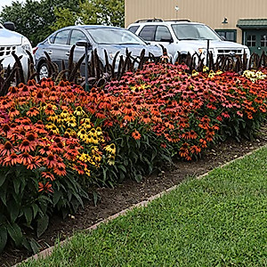 Outsidepride Echinacea Purpurea Purple Coneflower Cheyenne Spirit Garden Cut Flower Seed Mix - 20 Seeds