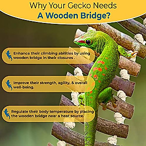 SunGrow Gecko Wooden Ladder Bridge, 14” Customizable, Versatile Enrichment Exercise Gym, Increase Living Vertical Space for Geckos, Hermit Crabs, and Pocket Pets