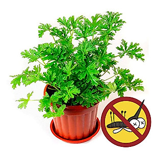 1500 Non-GMO Plant Seeds- Home Heirloom Garden Perennial Plant Seeds for Planting