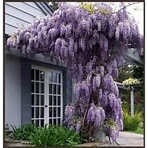 15pcs/lot Purple Chinese Wisteria Vine Seed Garden Potted Flower