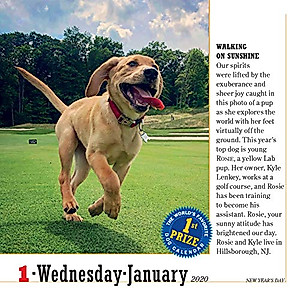 365 Dogs Page-A-Day Calendar 2020