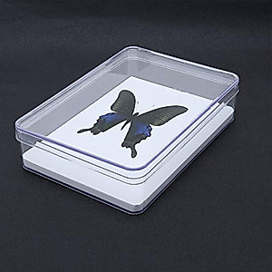 POPETPOP Insect Display Case- Transparent Display Box with EVA Foam Board, Insect Storage Box for Specimen Display & Collectibles