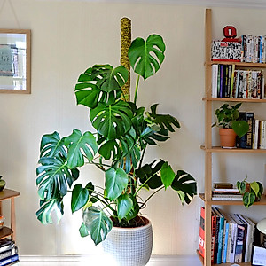 DUSPRO 59’’ Inches Large Moss Pole for Plants Monstera, Tall Indoor Plant Stake Support for Big Climbing Pothos Long Handmade Forest Moss Totem/Giant Trellis (Extra Large Size)