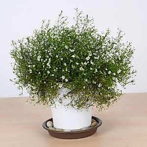 TITE Plant Saucer 16 inch,Heavy Large Planter Durable Thicker Plastic Plant Trays for Indoors and Outdoor,Plant Saucer Drip Trays,Brown (16 inch,Brown) Pack of 3