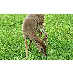 Nature's Seed Southern Subtropics Big Game Food Plot Pasture Blend (2.5 Acre),PB-SSBG-2.5-A