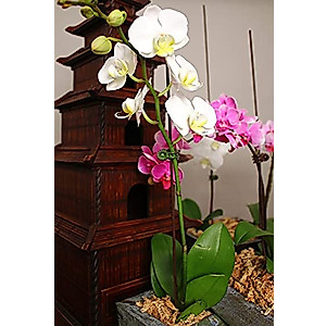 KINGLAKE Orchid Stem Clips,Medium Daisy Plant Clips, 100 Pcs Plant Support Clips Garden Flower Thick Plastic Vine Clips Dark Green (95230)