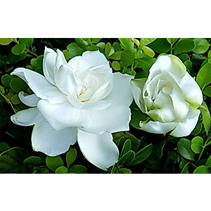 50+ Gardenia Jasminoides Jasmine Shrub Seeds Cape Jasmine Flower Perennial Garden Plant Bonsai