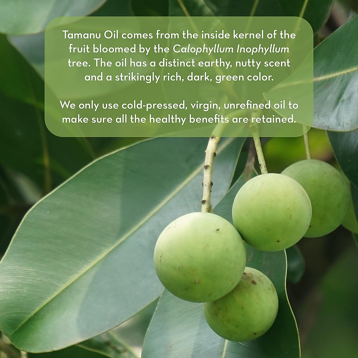 Pure Body Naturals Cold Pressed Tamanu Oil, 4 Fl Oz - Calms Irritated Skin - Moisturises Dry Scaly Skin