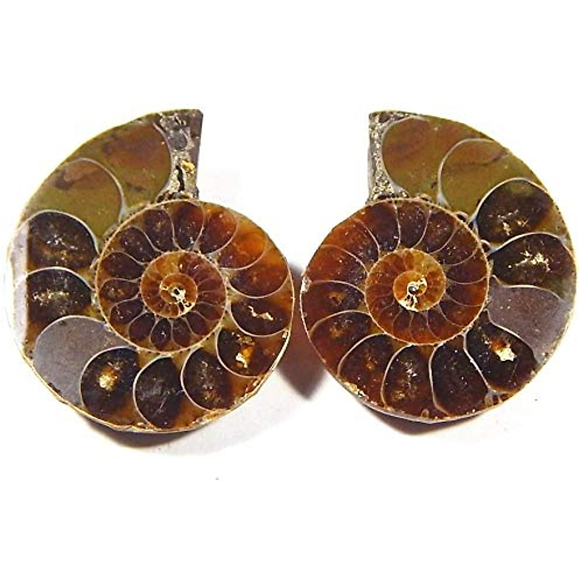 phoenix888 XUETZALCOATL Laxmi Narayan Sudarshan Vamavarti Daxinavarti Male Female Shaligram 2cm - 2.5cm