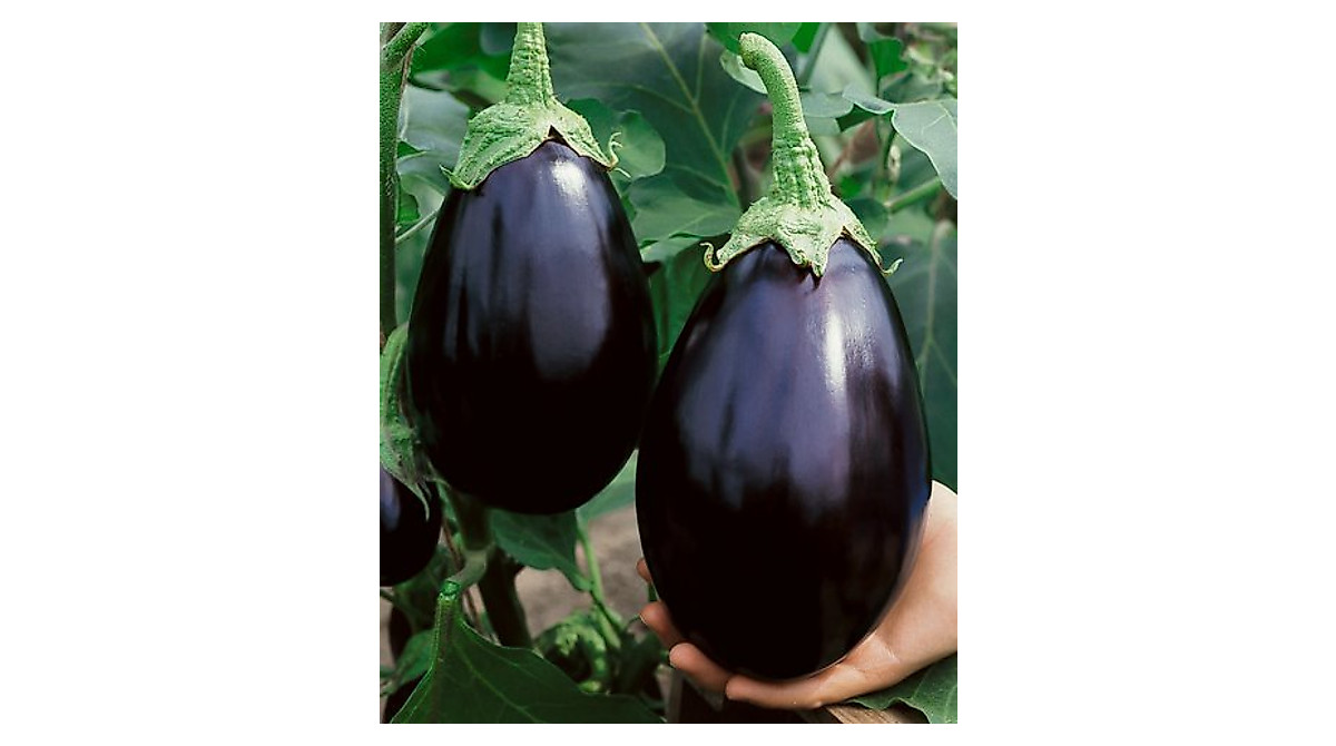 Black Beauty Eggplant Seeds - Grow Your Delicious Garden
