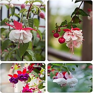 200PCS Fuchsia Seeds Fuchsia Flower Seeds for Planting Non GMO Heirloom Garden Seeds Outdoor Indoor (Mix Color)