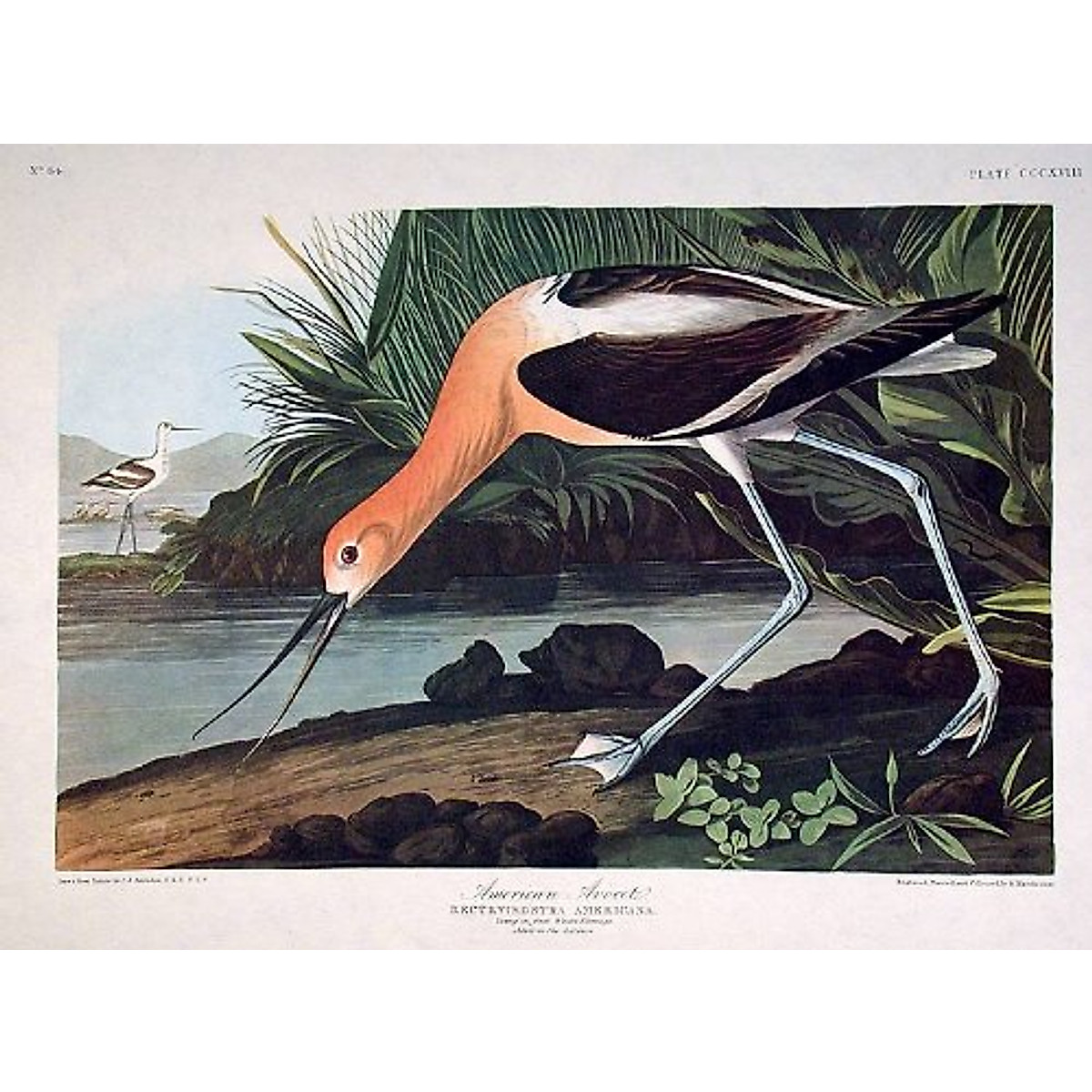 American Avocet. From"The Birds of America" (Amsterdam Edition)