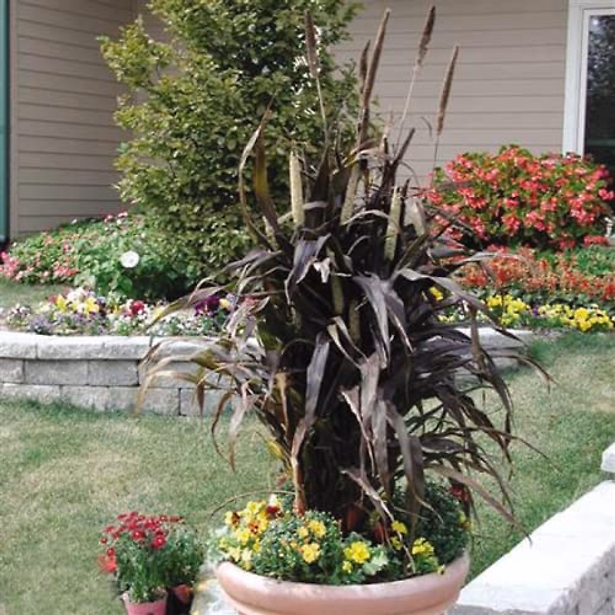 CHUXAY GARDEN 25 Seeds Pennisetum Glaucum 'Purple Majesty' Seeds,Ornamental Millet Annual Grass Drought Tolerant Easy Grow