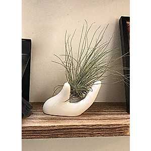 Dahey Air Plant Holder Cute Ceramic Mini Hand Shape Stand Airplants Tillandsia Small Container Pot Plant Decorative Home Decor for Desk Table Shelf,White,1 Pack