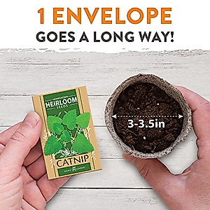 3200+ Cat Grass Seeds - Catnip Seeds, Alfalfa Seeds, Oat Seeds, and Oat & Barley Mix - Grow Cat Grass for Indoor Cats - Cat Grass Seeds Bulk - Refill Cat Growing Grass Kit - Heirloom Herb Seed