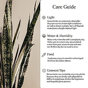 AMERICAN PLANT EXCHANGE Sansevieria Trifasciata Black Coral Live Plant, 3 Gallon, Indoor/Outdoor Air Purifier