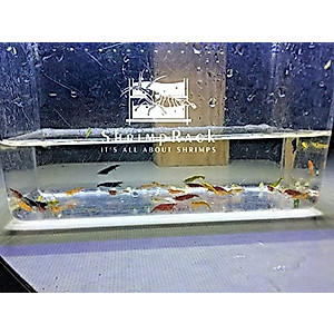 ShrimpRack™ 10 Mixed Color Neocaridina Shrimp Skittles Live Freshwater Aquarium Shrimps Beeding Age Young Adults 1/2-1 inch Long. Live Arrival Guarantee.