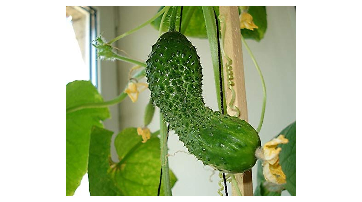 Buy Indoor F1 Cucumber Seeds – Early Self-Pollinating