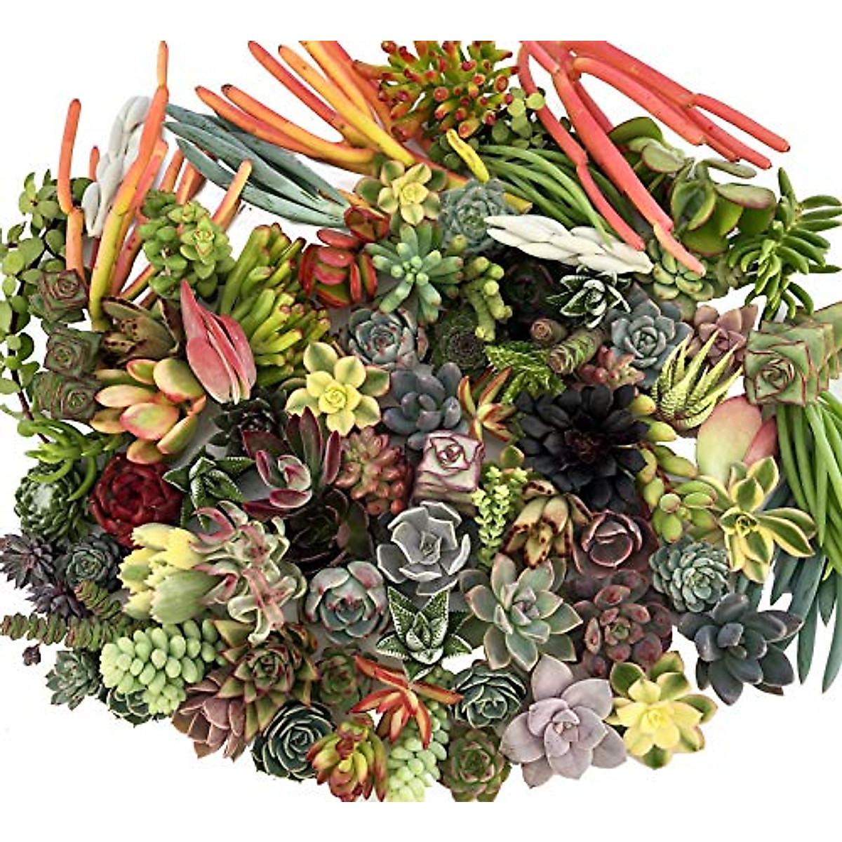 10 Assorted Live Succulent Cuttings, No 2 Succulents Alike, Great for Terrariums, Mini Gardens, and as Starter Plants by The Succulent Cult
