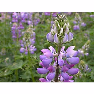 Riverbank Lupine Flower Seeds, 100+ Heirloom Seeds Per Packet, (Isla's Garden Seeds), Botanical Name: Lupinus rivularis, Non GMO Seeds