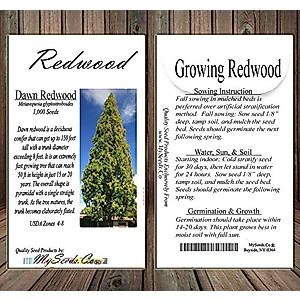 Big Pack - (1,000) Dawn Redwood Tree Seeds - Metasequoia glyptostroboides - by MySeeds.Co (Big Pack - Dawn Redwood)