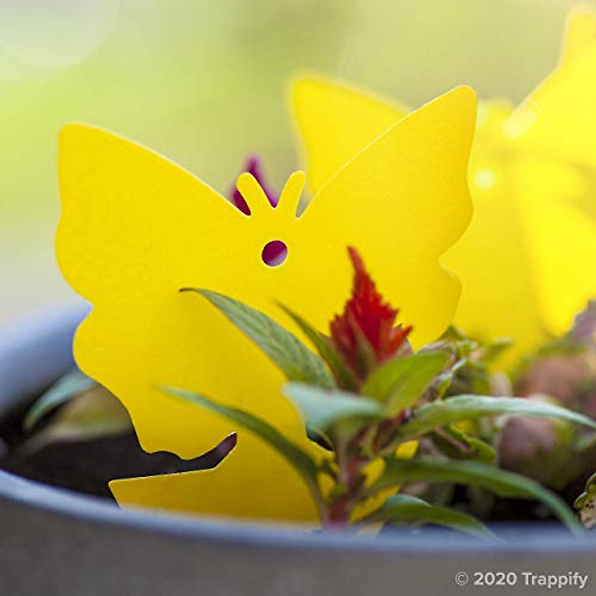 Trappify Sticky Gnat Traps, Window Fly Traps & Moth Traps for Outdoor & Indoor Home Pest Control - Fly, Gnats, Moths and Other Flying Insects Disposable Trap with Extra Sticky Adhesive - 20 Traps