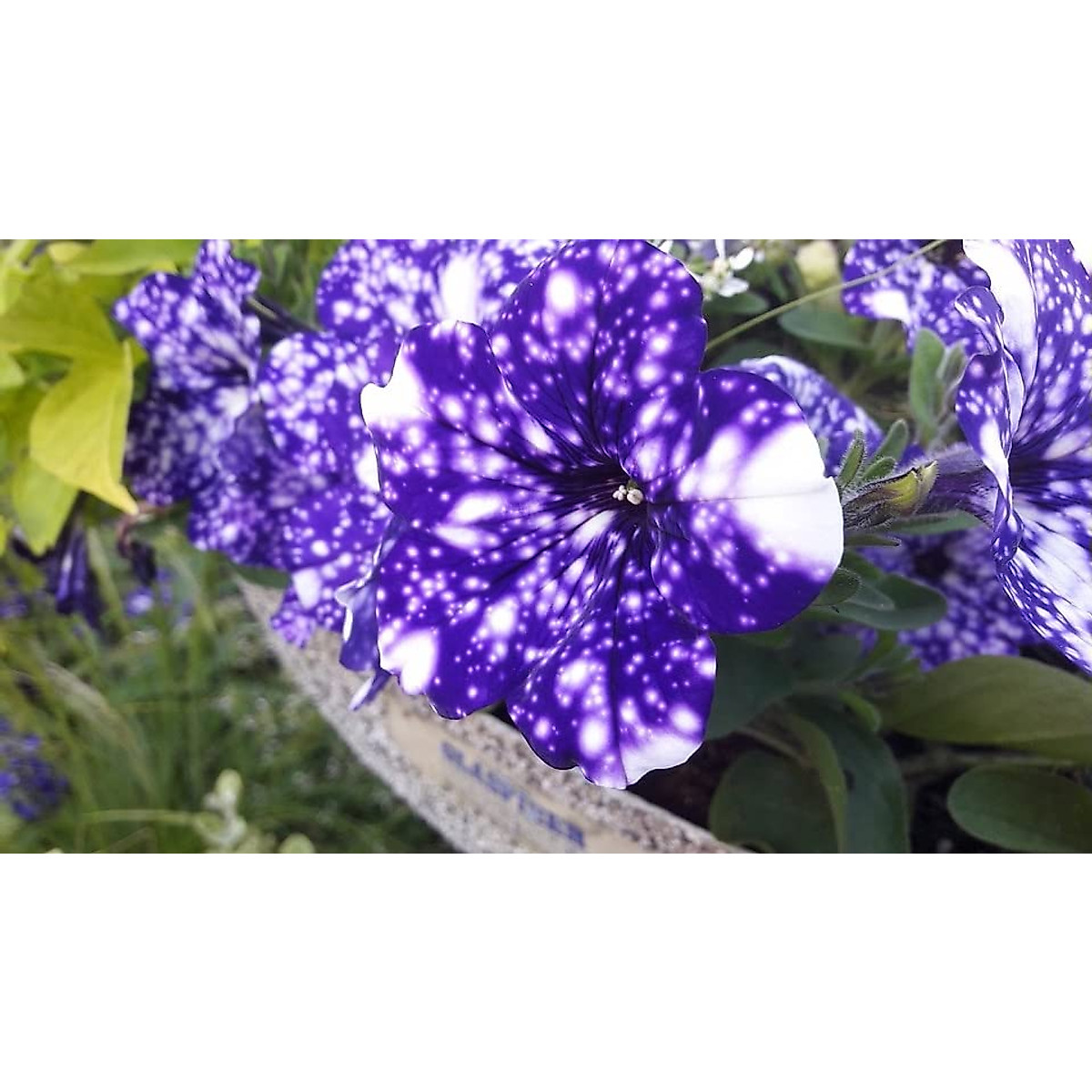 GardenGeng 300+ Rare Night Sky Petunia Seeds for Hanging Baskets - Dwarf Wave Petunia Flower Seeds for Planting Home Garden Non-GMO Heirloom Variety