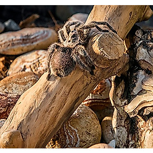 Galápagos (05282) Driftwood Branches, Natural, 2-3 Ft.