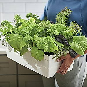 Miracle-Gro Garden to Go Mesclun Greens Mix - All-in-One Garden Kit