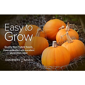 Mini Pumpkin Seeds for Planting (Jack Be Little) Small Heirloom, Non-GMO Vegetable Variety-5 Grams Seeds Great for Summer Pumpkin Gardens by Gardeners Basics