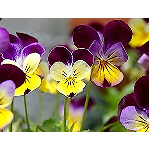 Helen Mount Johnny Jump Up Viola Flower Seeds, 500+ Seeds Per Packet, (Isla's Garden Seeds), Non GMO & Heirloom Seeds, Botanical Name: Viola cornuta, Viola Tricolor, Great Home Garden Gift