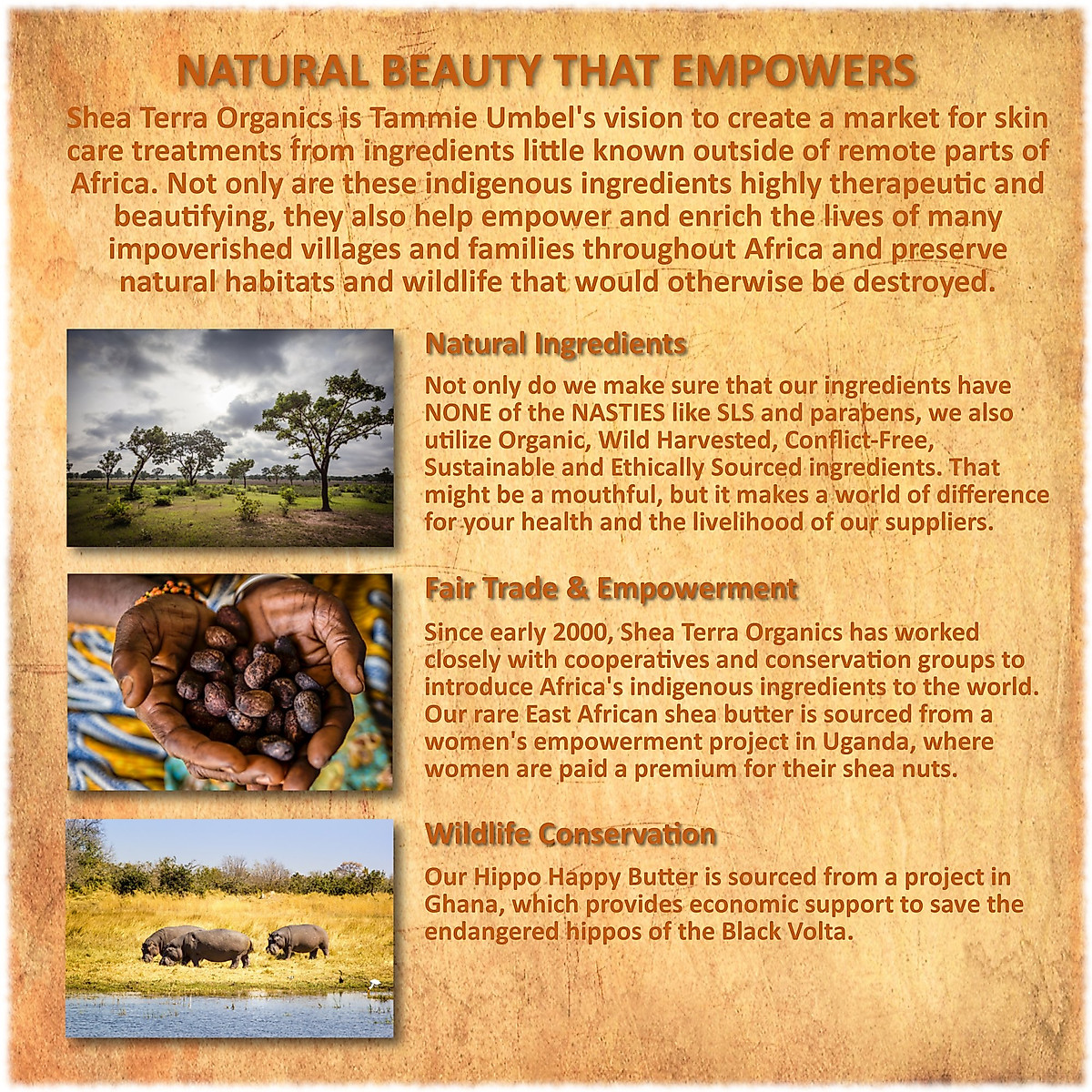 Shea Terra Organics 100% Organic Cold-Pressed Virgin Shea Butter – Fragrance-Free | Natural Anti-Aging Daily Skin, Nails & Hair Cream to Soften Dry Skin, Reduce Wrinkles & Stretch Marks – 6 oz