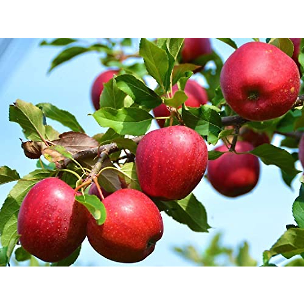 2 Honeycrisp Apple Tree Live Plant 1Ft to 2Ft Fruit Tree Tall No Ship CA Planting Ornaments Perennial Garden Ready to Grow Pots