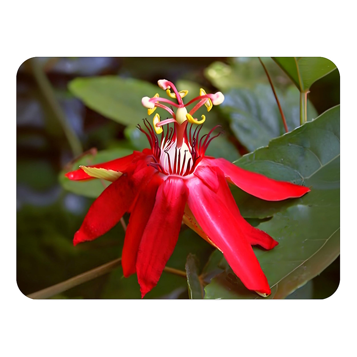 Scarlet Flame Red Passion Flower Vine Live Plant Passiflora Hybrid Starter Size 4 Inch Pot Emeralds TM