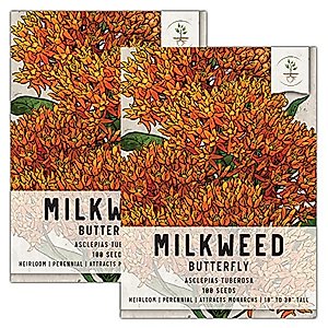 Seed Needs, Butterfly Milkweed Seeds for Planting (Asclepias tuberosa) Heirloom, Open Pollinated & Untreated, Attracts Monarch Monarchs (2 Packs)