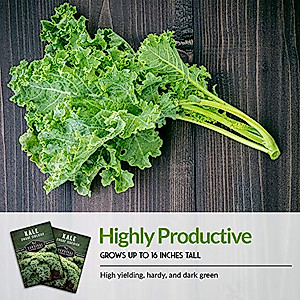 Survival Garden Seeds - Dwarf Siberian Kale Seed for Planting - Packet with Instructions to Plant and Grow Ornamental or Delicious Edible Kale in Your Home Vegetable Garden - Non-GMO Heirloom Variety